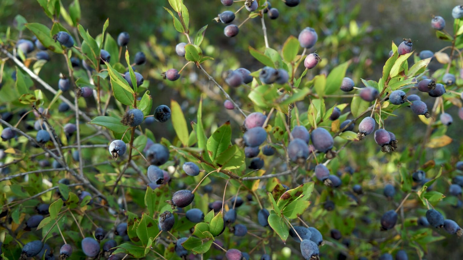 Mirto di Sardegna, la magia della natura • Làcanas
